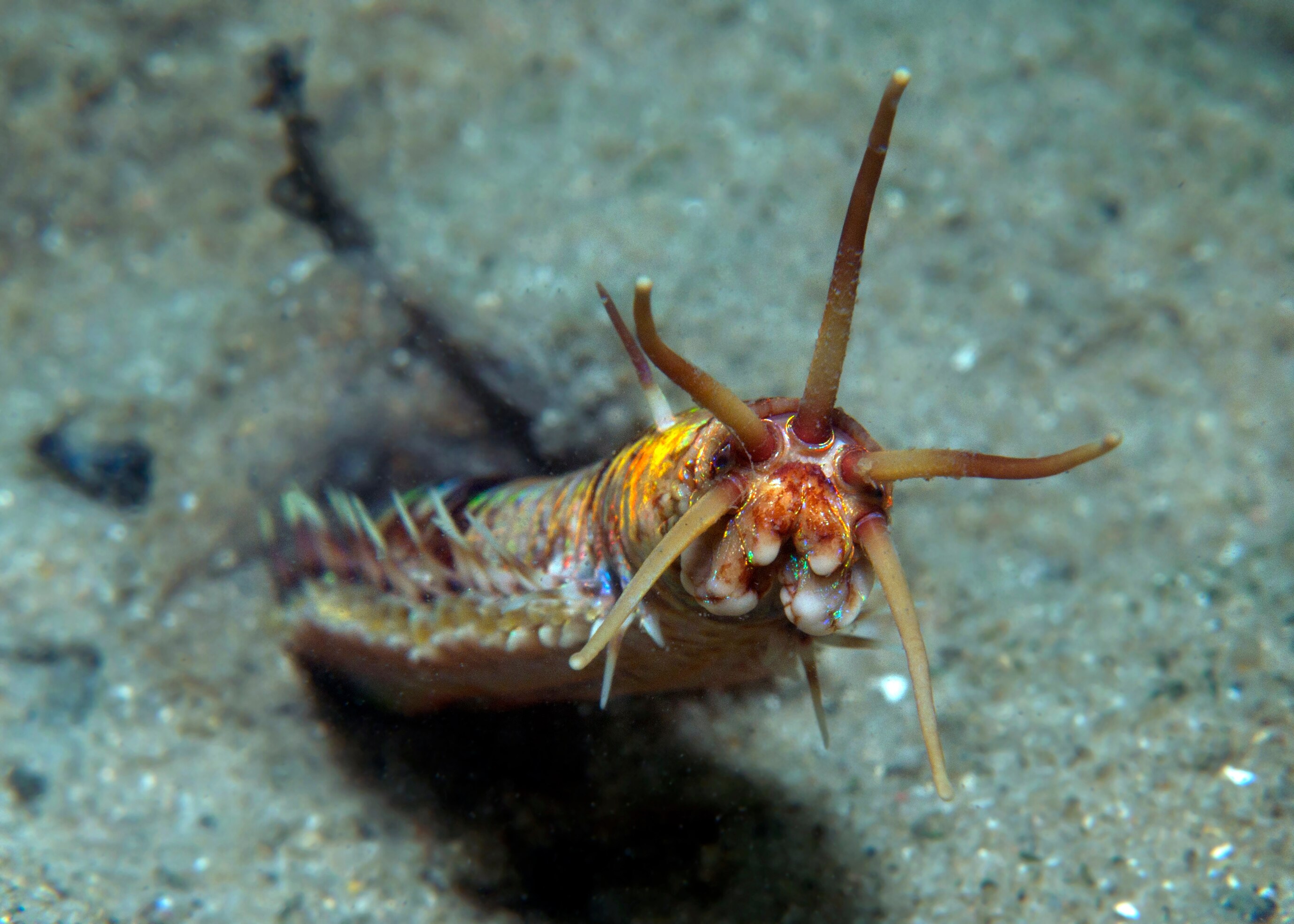 Meet the marine worm named after a local scientist - ABC Newcastle