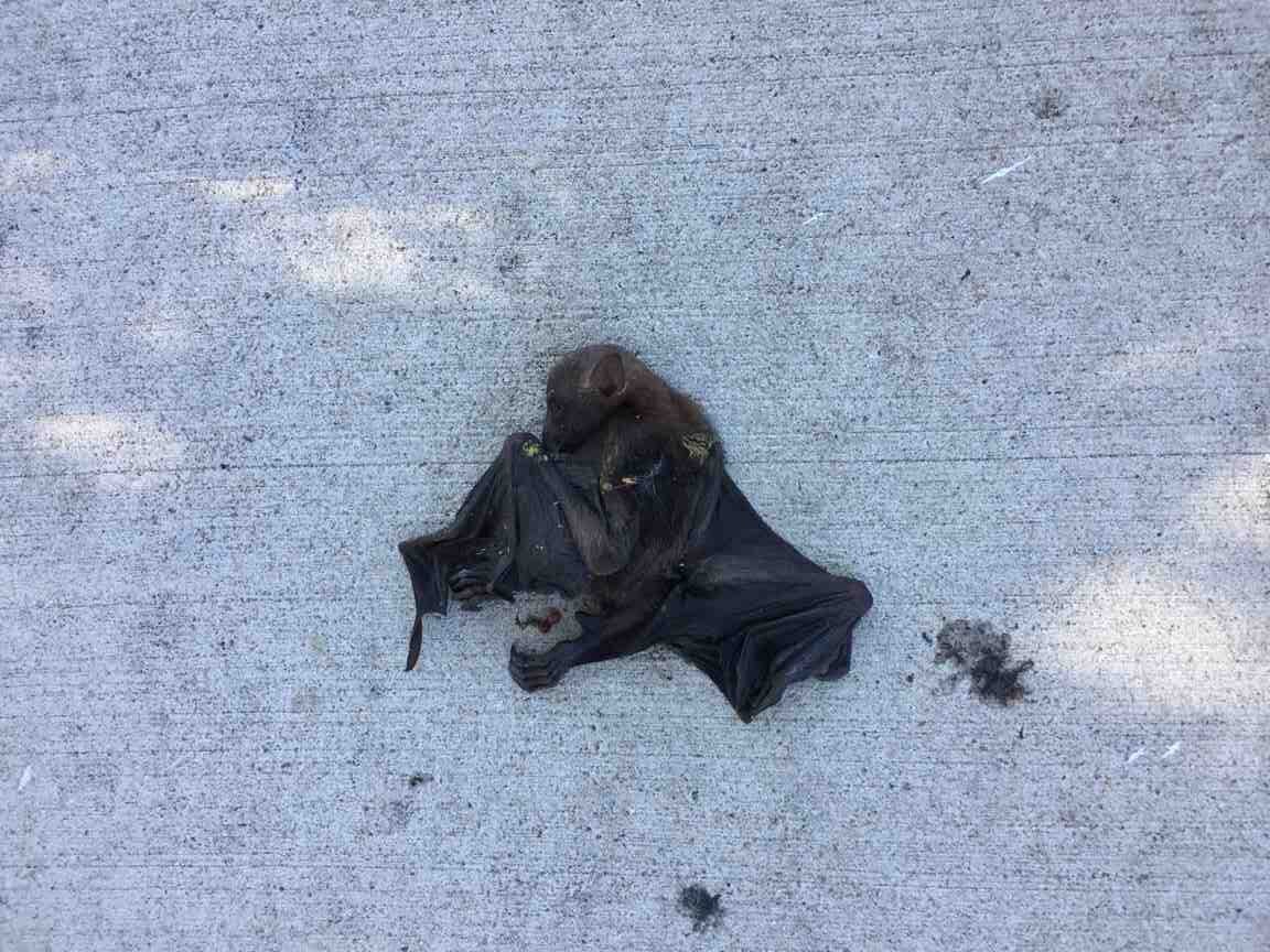 Flying fox tree change as colony swaps temperate coast for colder ...