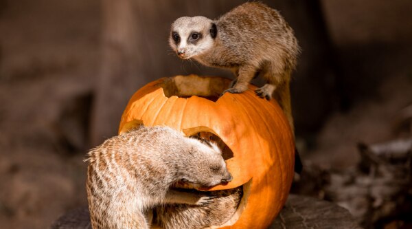 Boo! Win with ABC Radio Adelaide Breakfast - ABC Adelaide