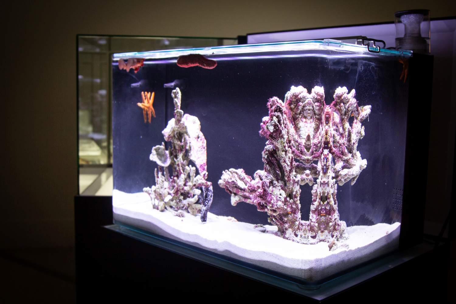 Biomess exhibition challenges conventional ideas of what belongs in a ...