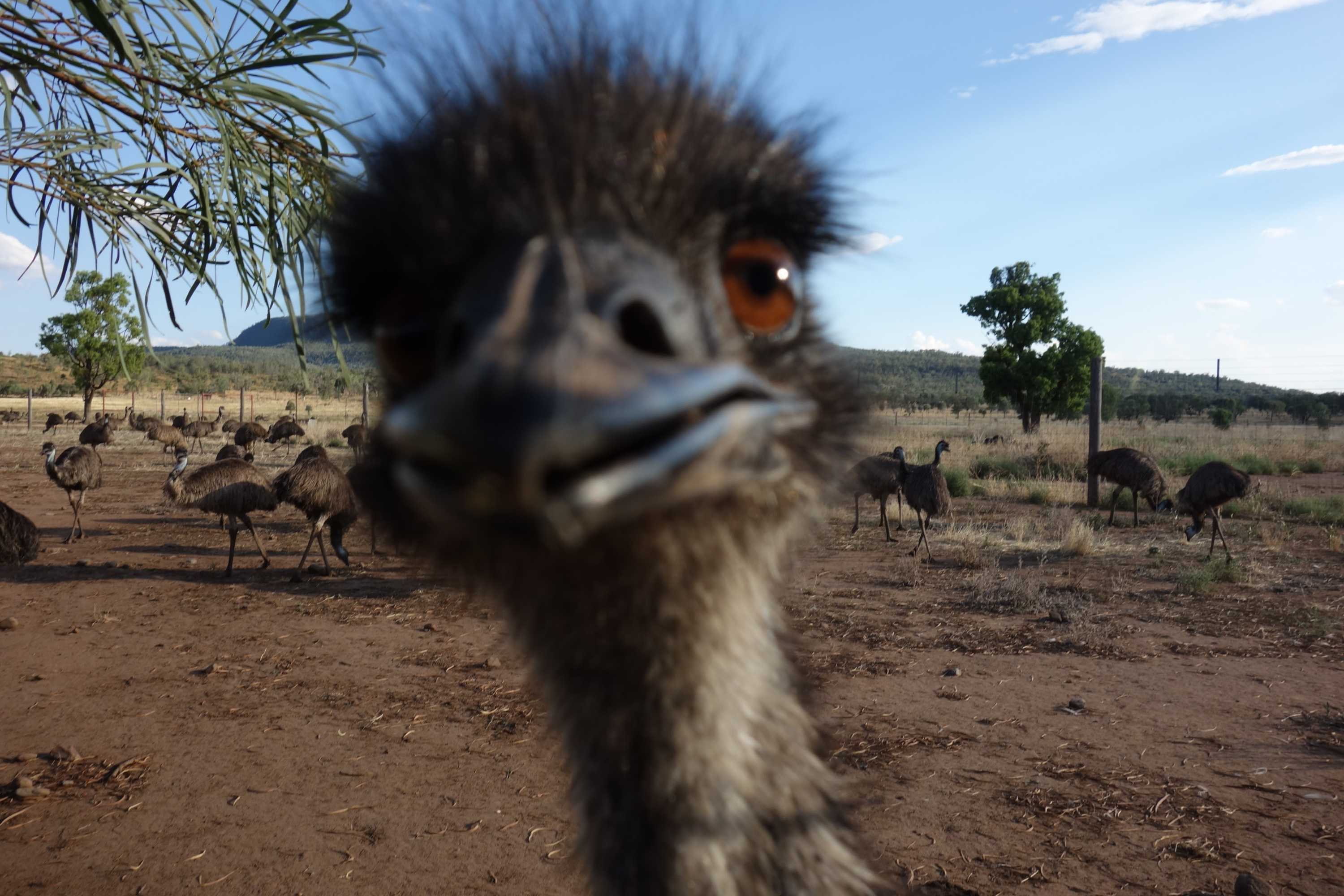 An emu needs to play the drums - ABC Radio National