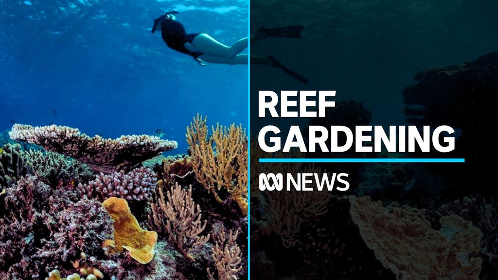 Volunteer seaweed removal program sees return of coral - ABC News