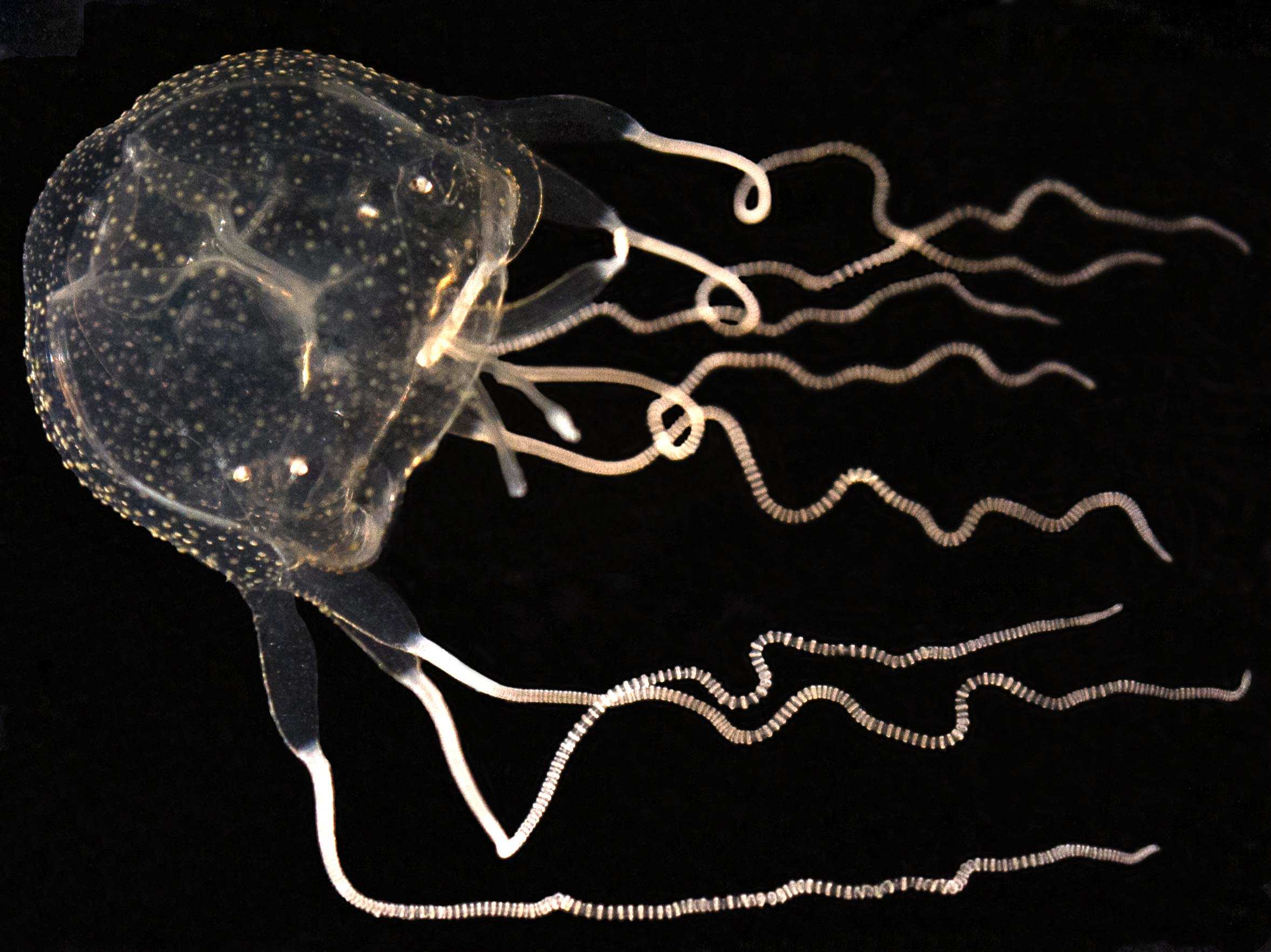 Caribbean box jellyfish found in Australia for first time, on ...