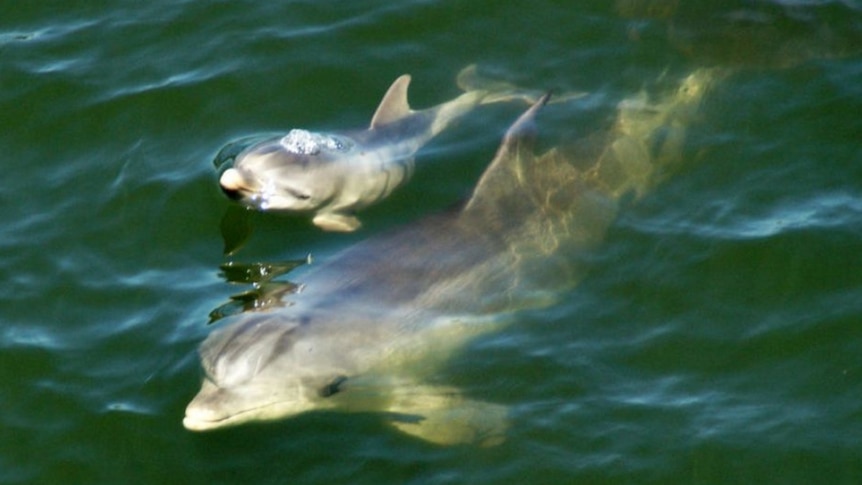 Bottlenose dolphins threatened by man-made contaminants, EPA study ... Bottlenose dolphins threatened by man-made contaminants, EPA study ...