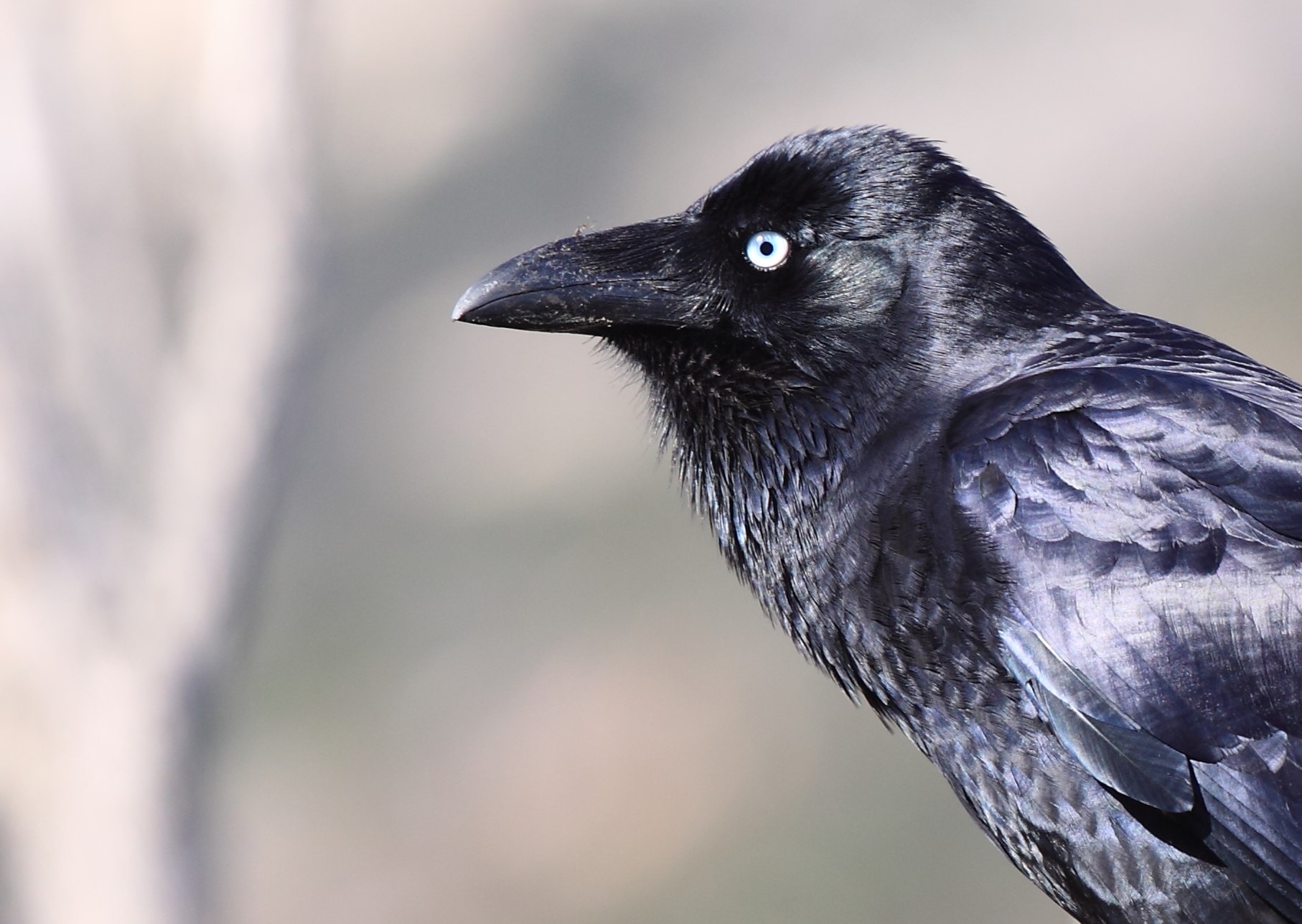 Is it a crow or a raven? Birdwatching tips for identifying corvids ...