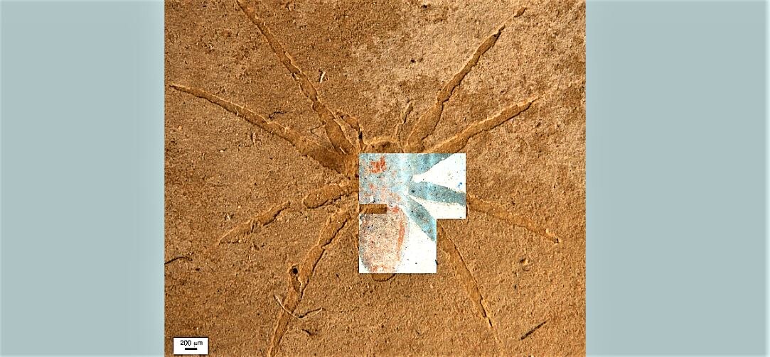 Spider fossils from 22 million years ago may have been preserved by ...
