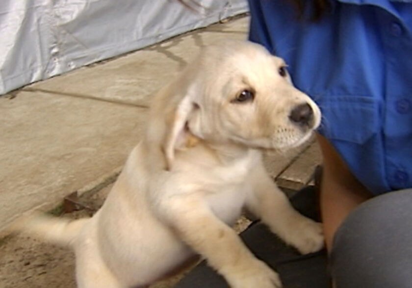 Customs sniffer dog pups in desperate need of foster homes - ABC News
