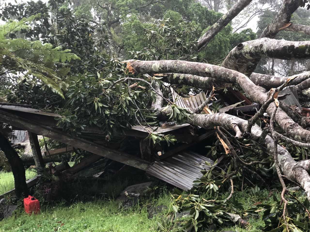 Man killed by falling tree in Federal as wild weather lashes northern ...