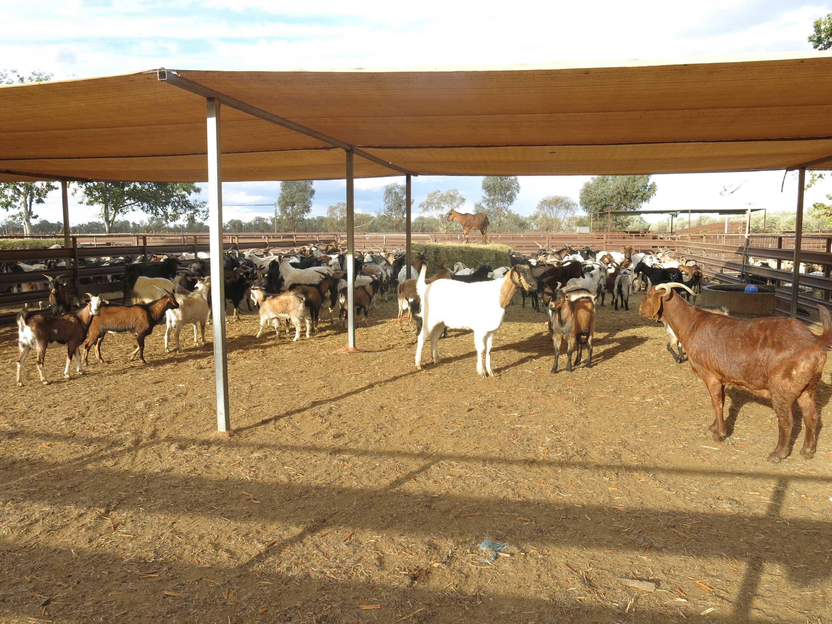 Goat Farm Facility