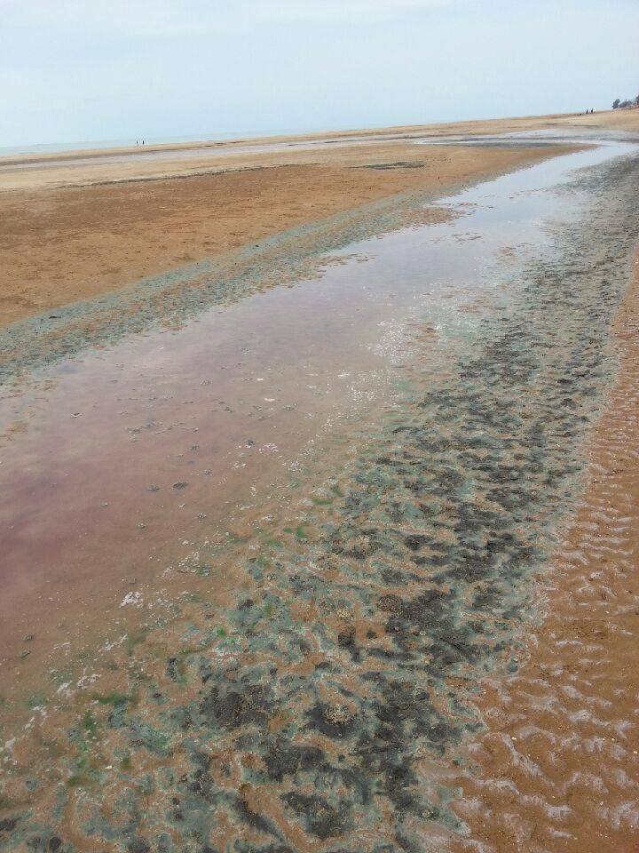 Blue-green algae bloom prompts swimming warning for NT beachgoers - ABC ...