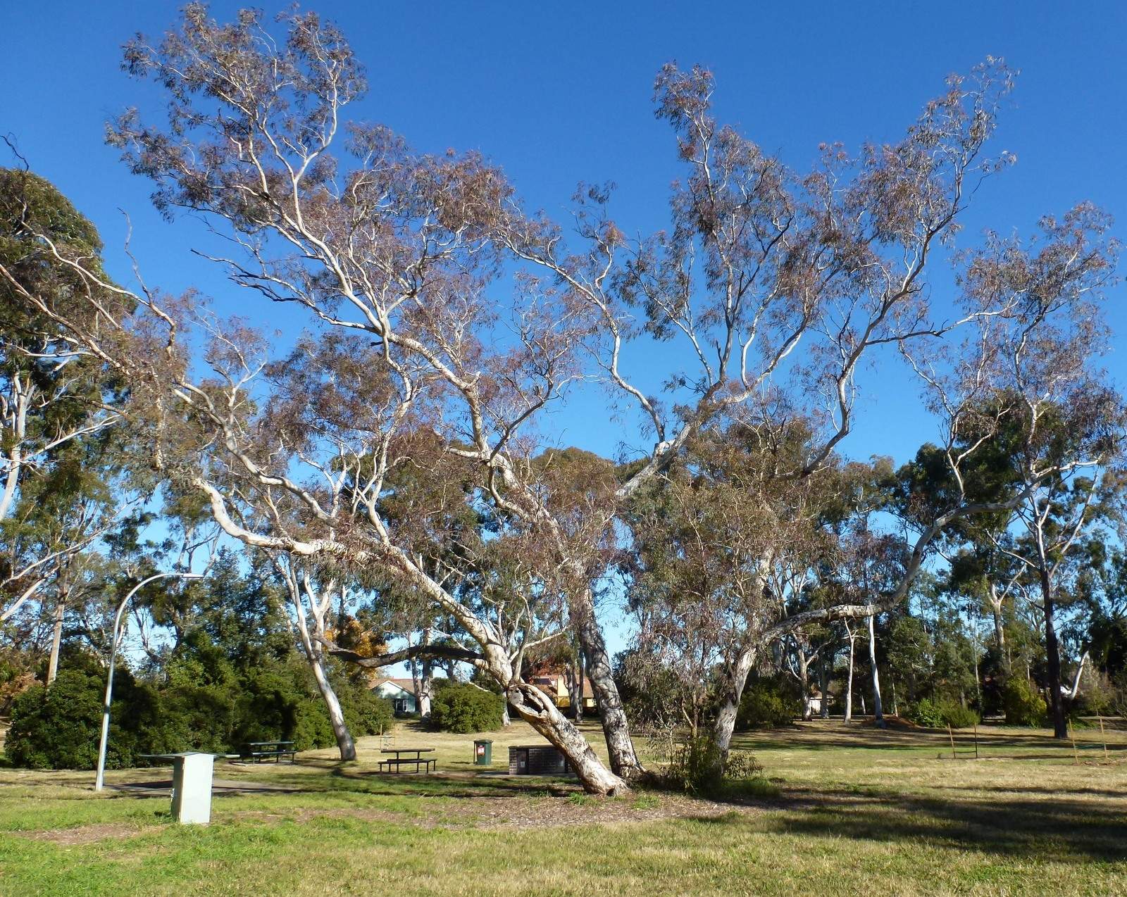 National Tree Day: Celebrating Canberra's exceptional trees - ABC News