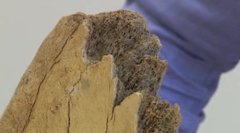 Mammoth blood protein brought back to life - ABC News