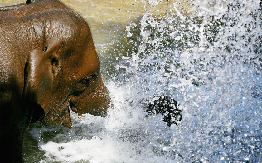 Taronga Zoo's elephant is expecting - ABC News
