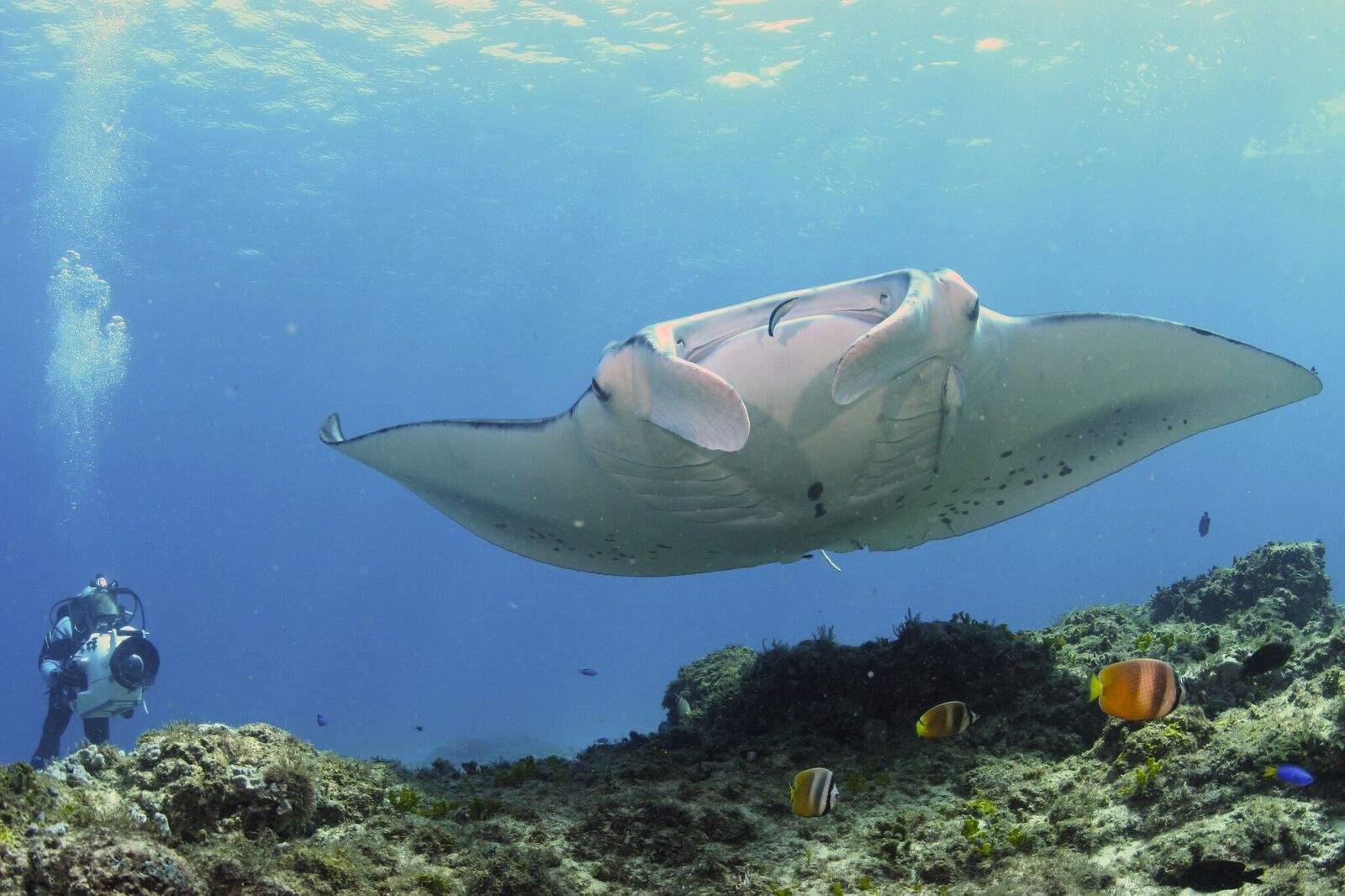 Queensland-based manta ray research team takes studies interstate to ...
