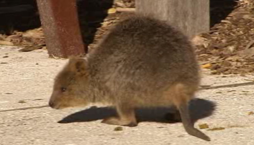 Police investigate quokka attack - ABC News