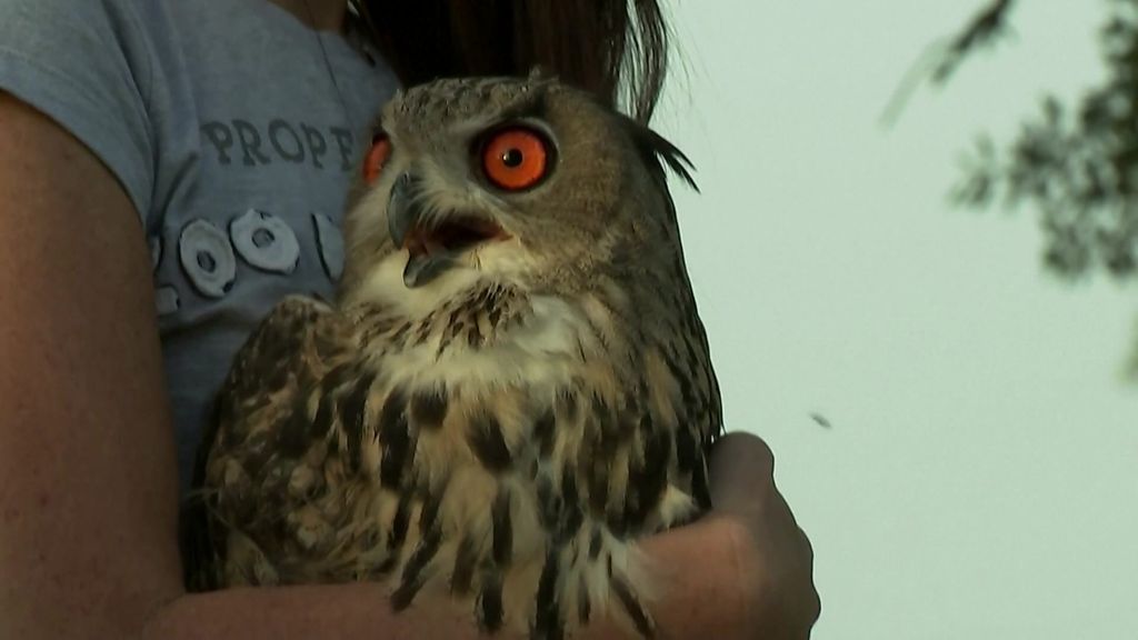 Owl twins released into wildlife after being born in a zoo. - ABC News