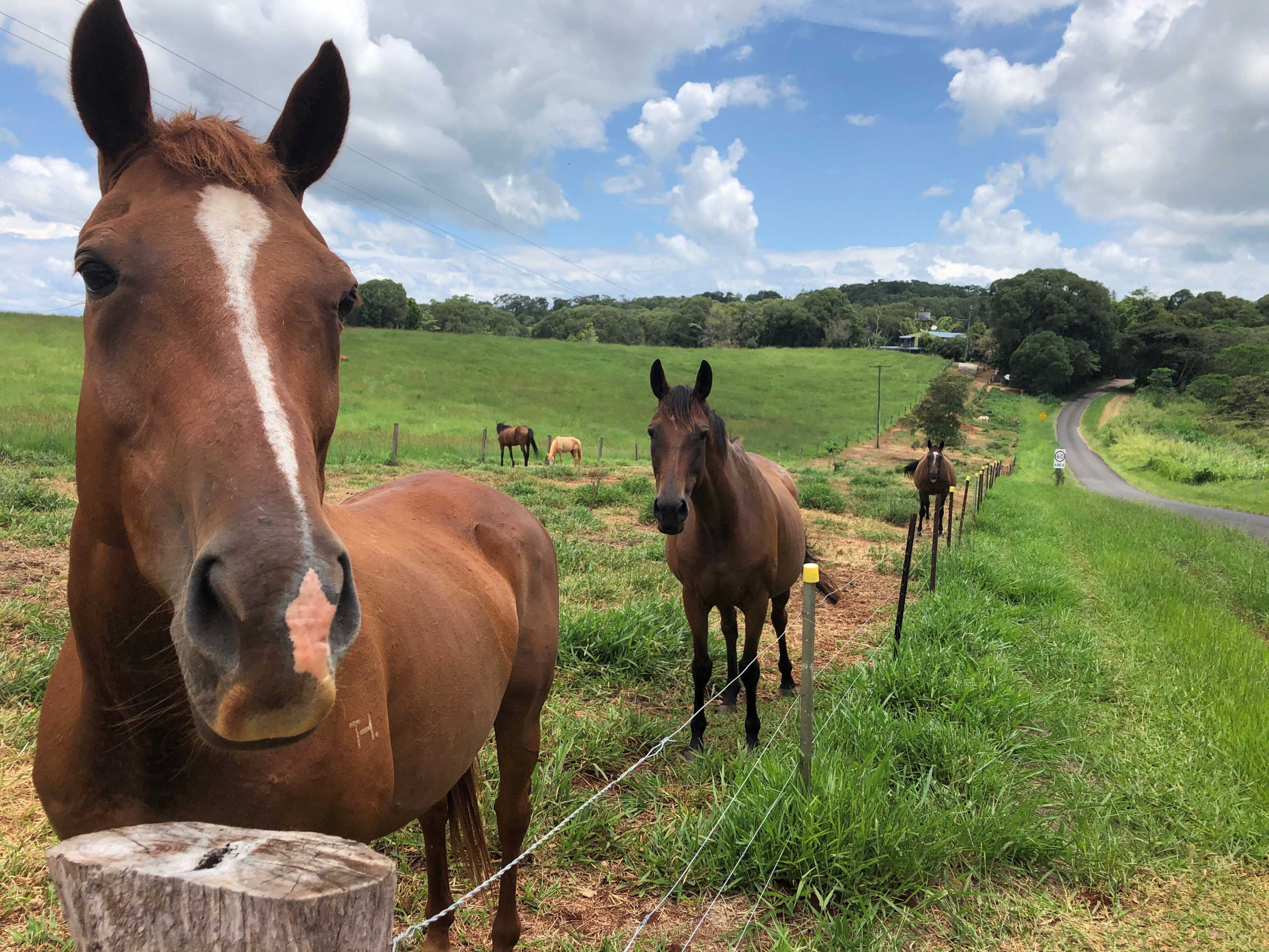 Re-homing horses a labour of love for FNQ Animal Shelter volunteers ...