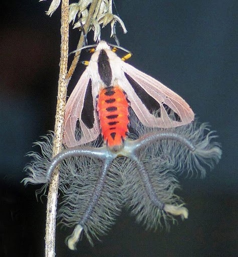 Creatonotos gangis is a moth which extends tentacles to release ...