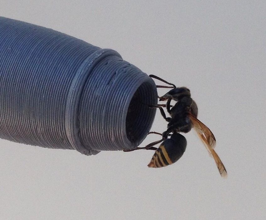 Invasive keyhole wasp builds nests in aircraft instruments, may pose ...