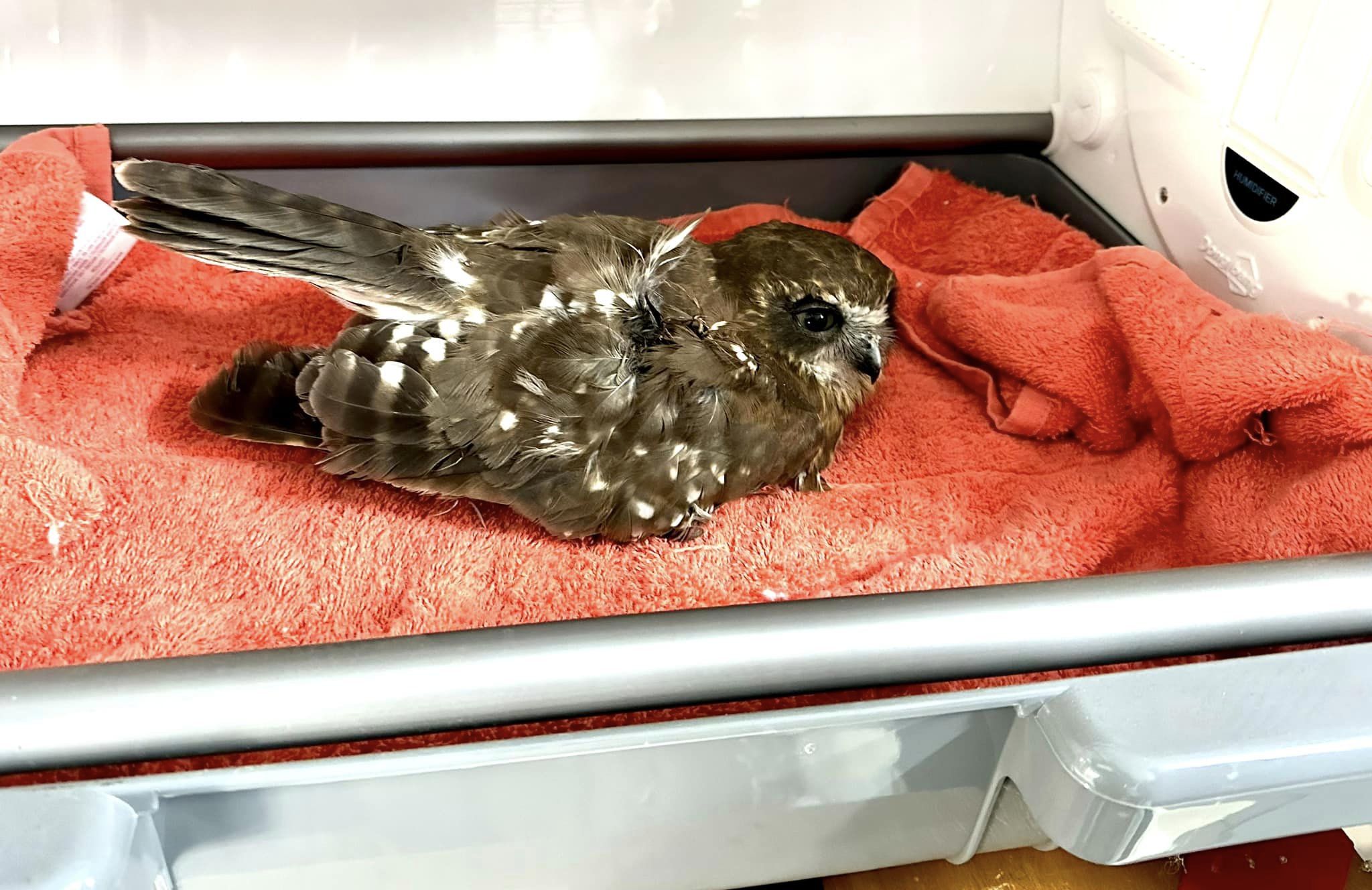 Owl rescued from vicious magpie attack in 'massive' Happy Valley tree ...