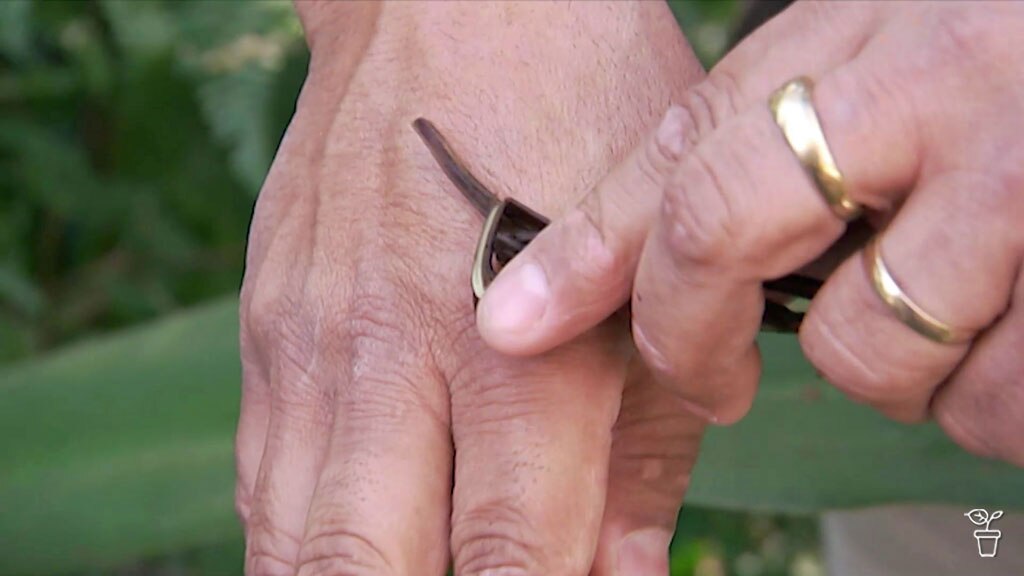 Episodes - Gardening Australia