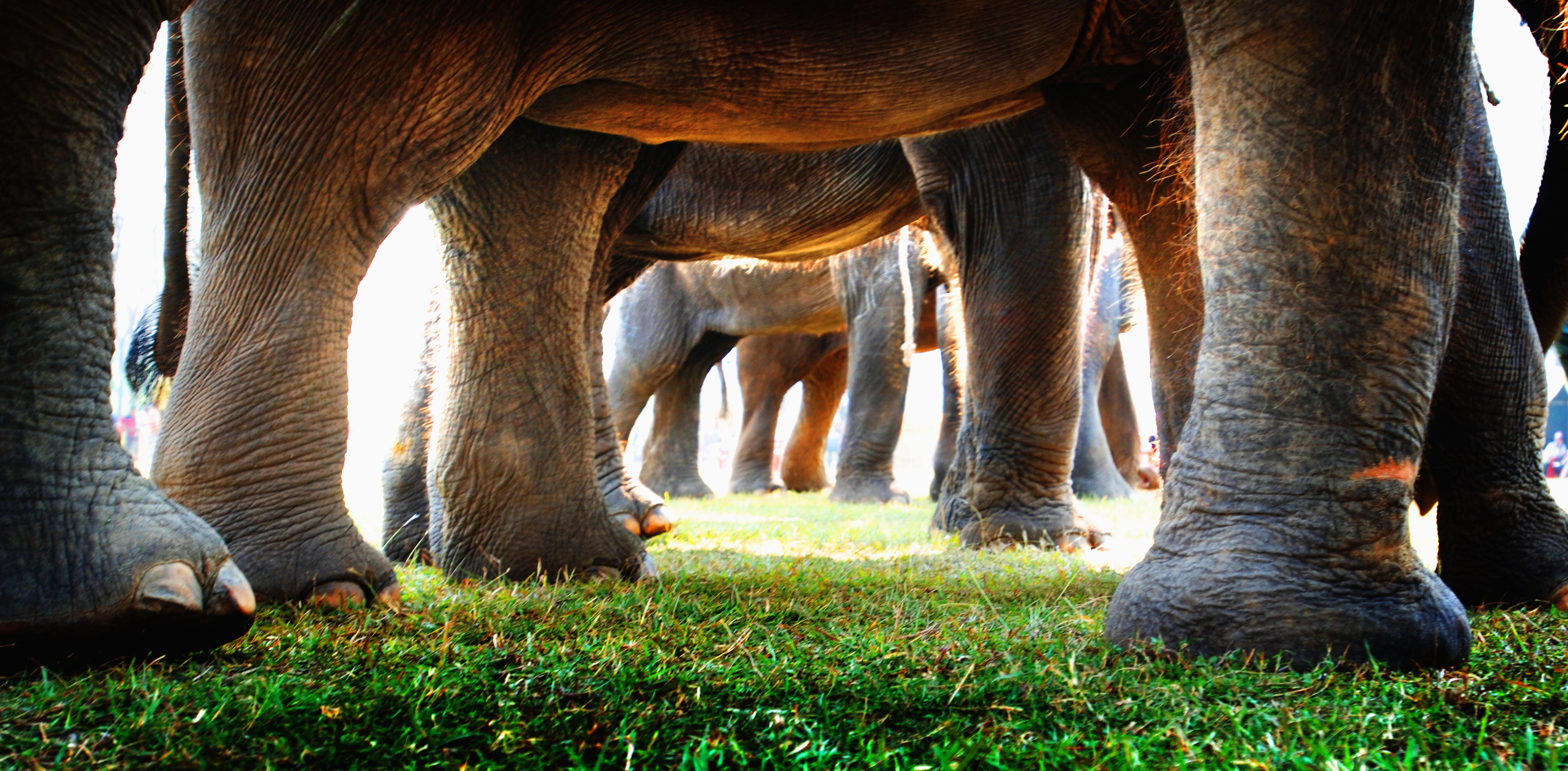 ‘The elephant started to spin his trunk’: The farmers living side-by ...