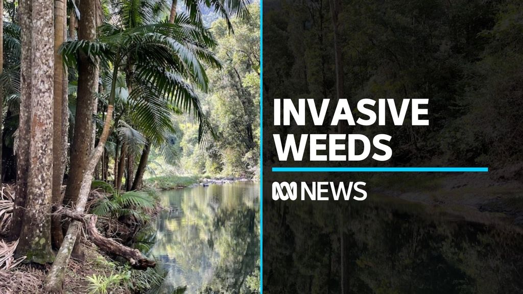 Invasive weeds take over national park after 2019 fires - ABC News