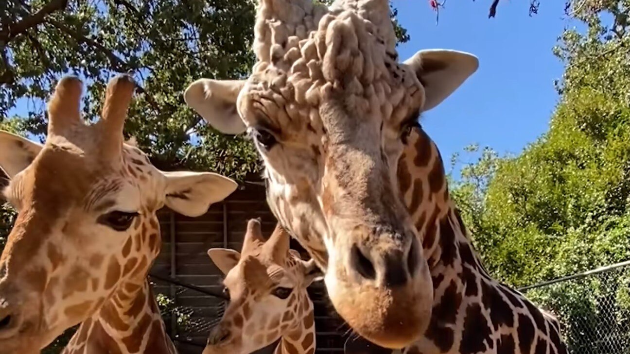 Remembering Perth Zoo's Armani the giraffe - ABC Perth