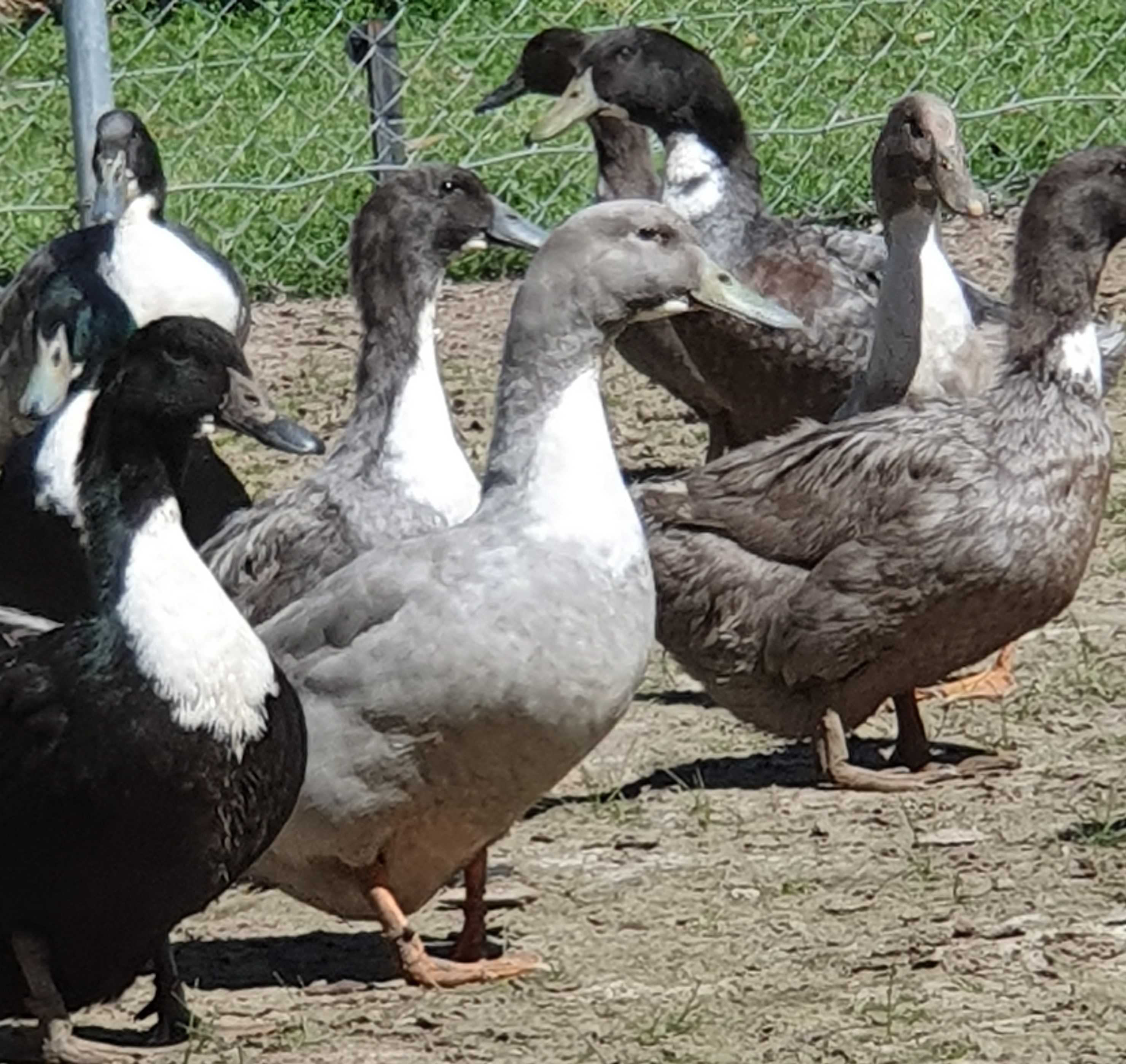 Love a duck? How to get quacking - ABC listen