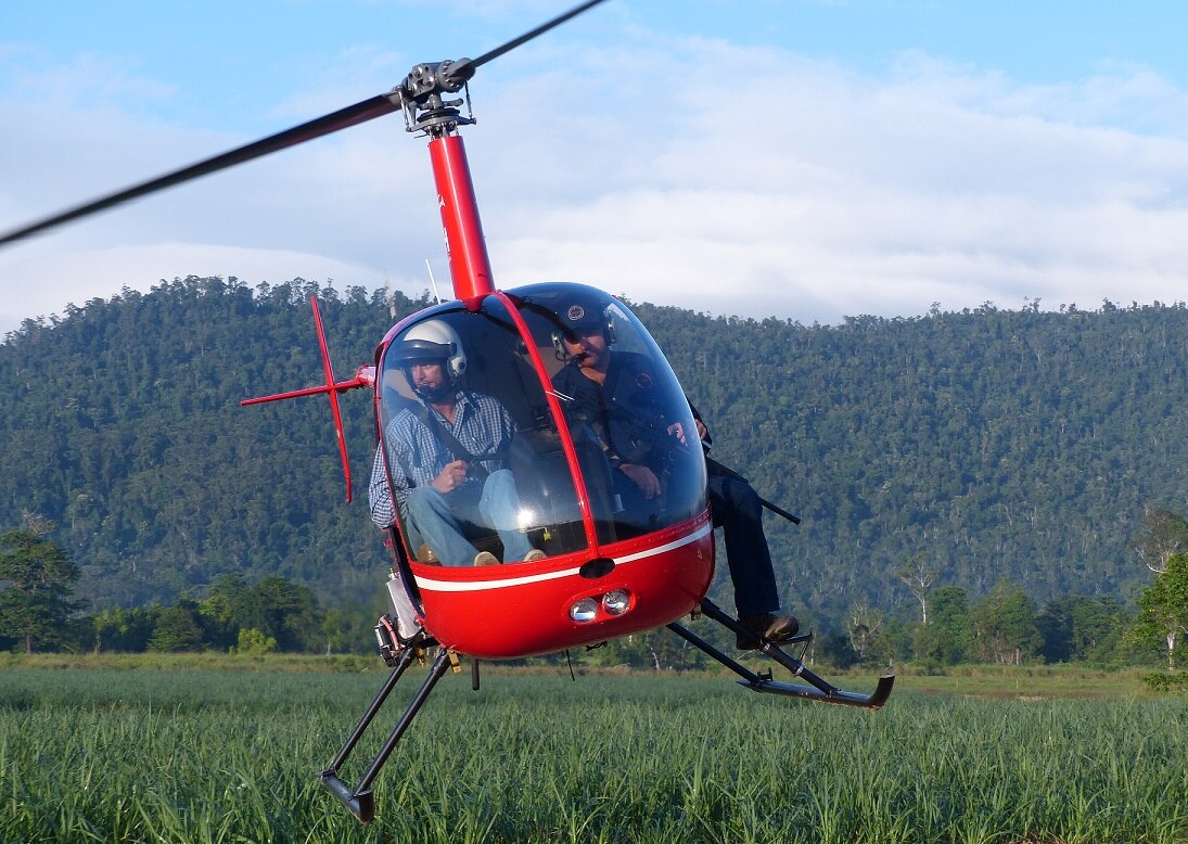 Banana industry launches aerial assault on feral pigs to save farms ...