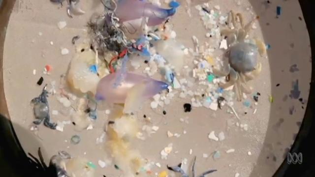 BTN: Microplastics in our oceans - ABC Education