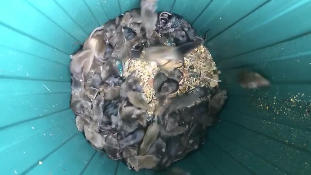 Mouse population explodes in Queensland's North Burnett thanks to ...