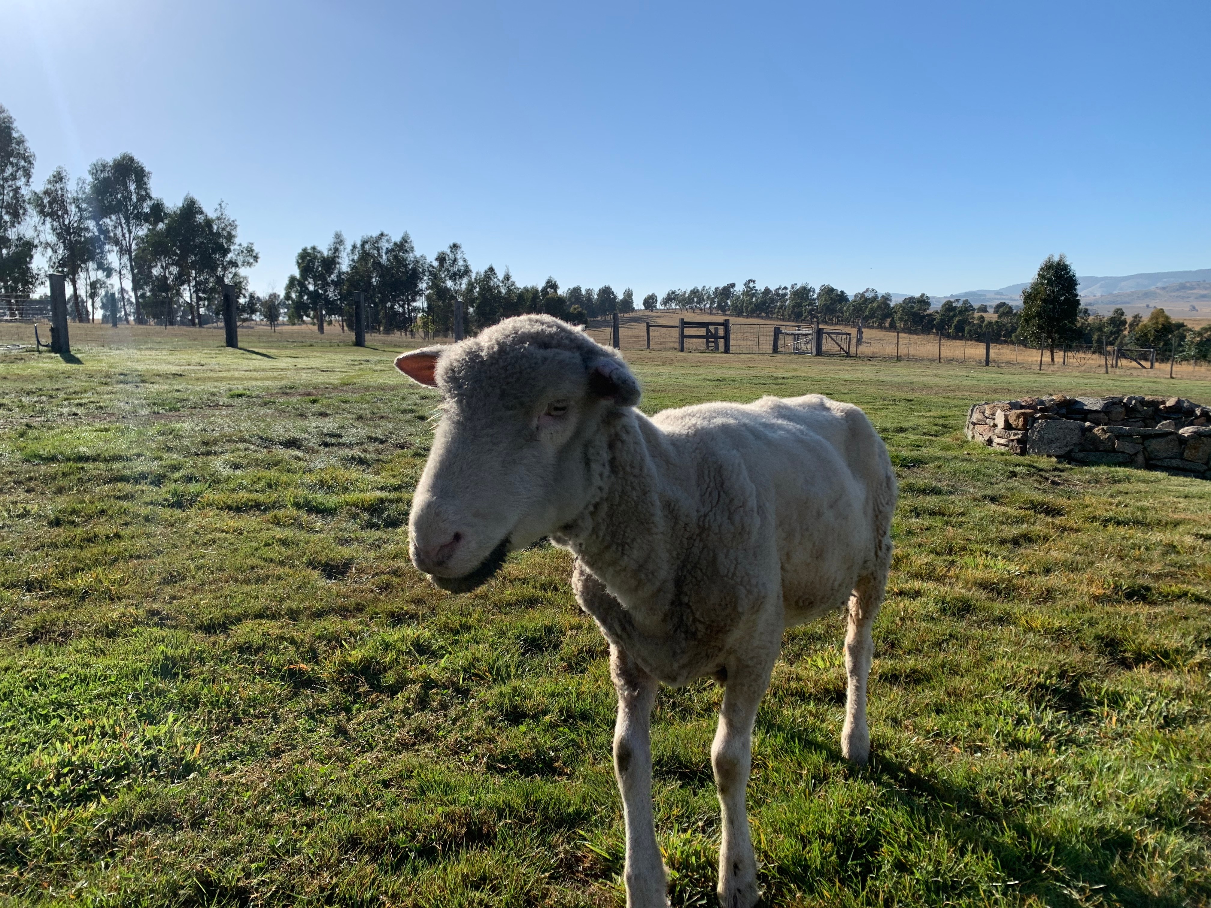 World-first lamb bacon the key to financier-turned-farmer cracking the ...