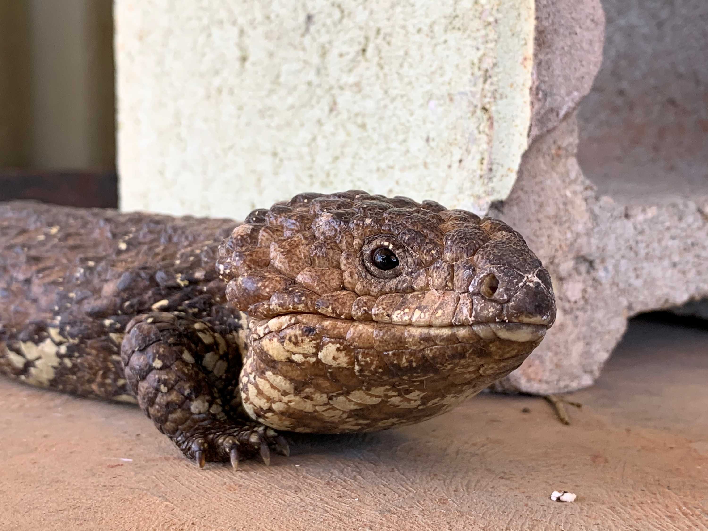 Lizard evolution under microscope as scientists investigate if ticks ...