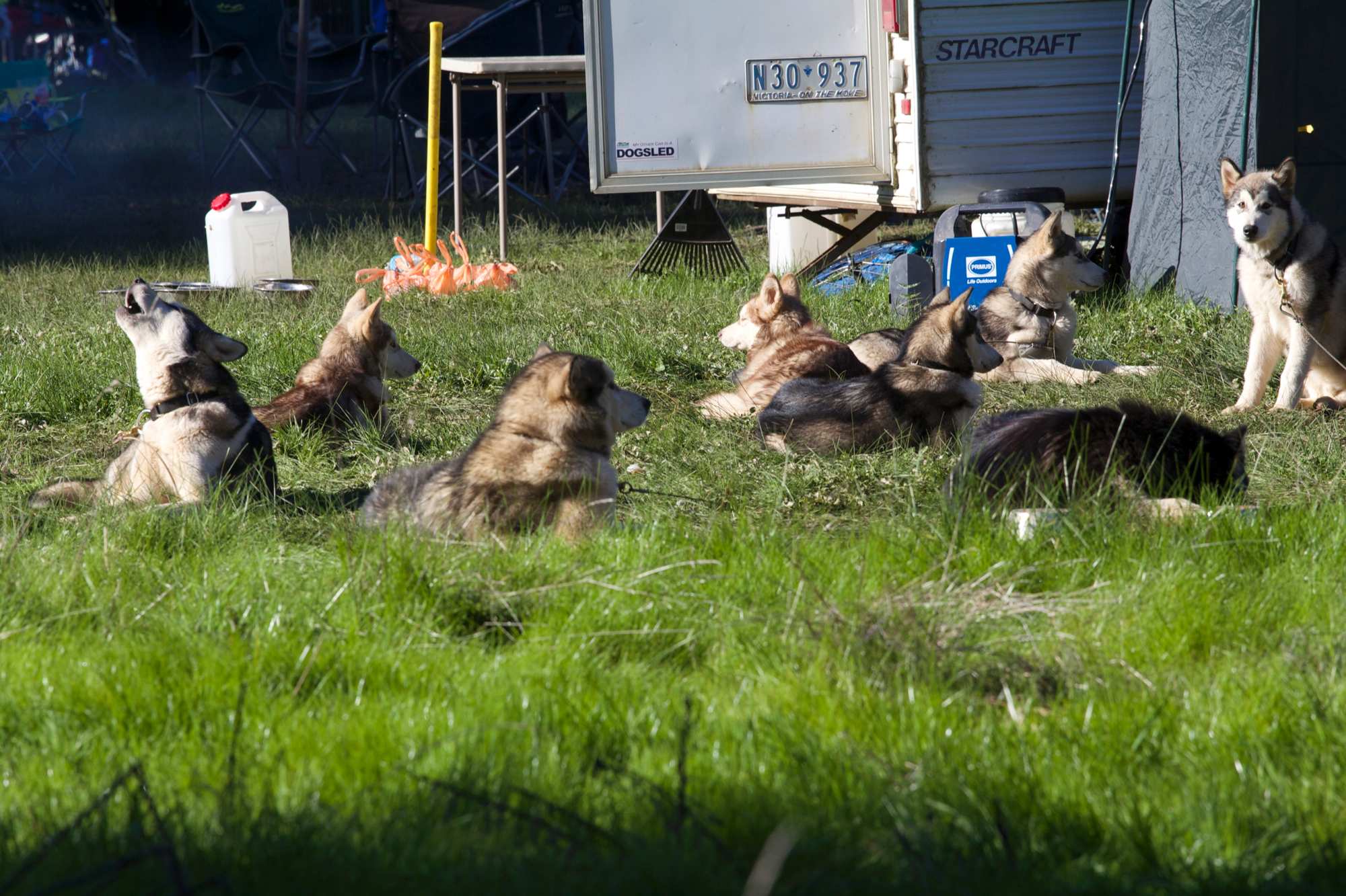 Run, dog, run! - ABC listen