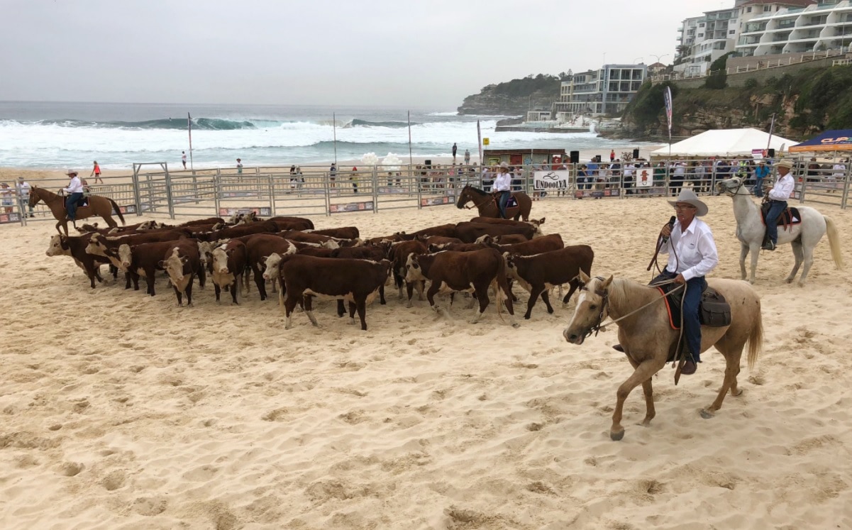 Bondi Beach overrun with cows to raise awareness for organ donation ...