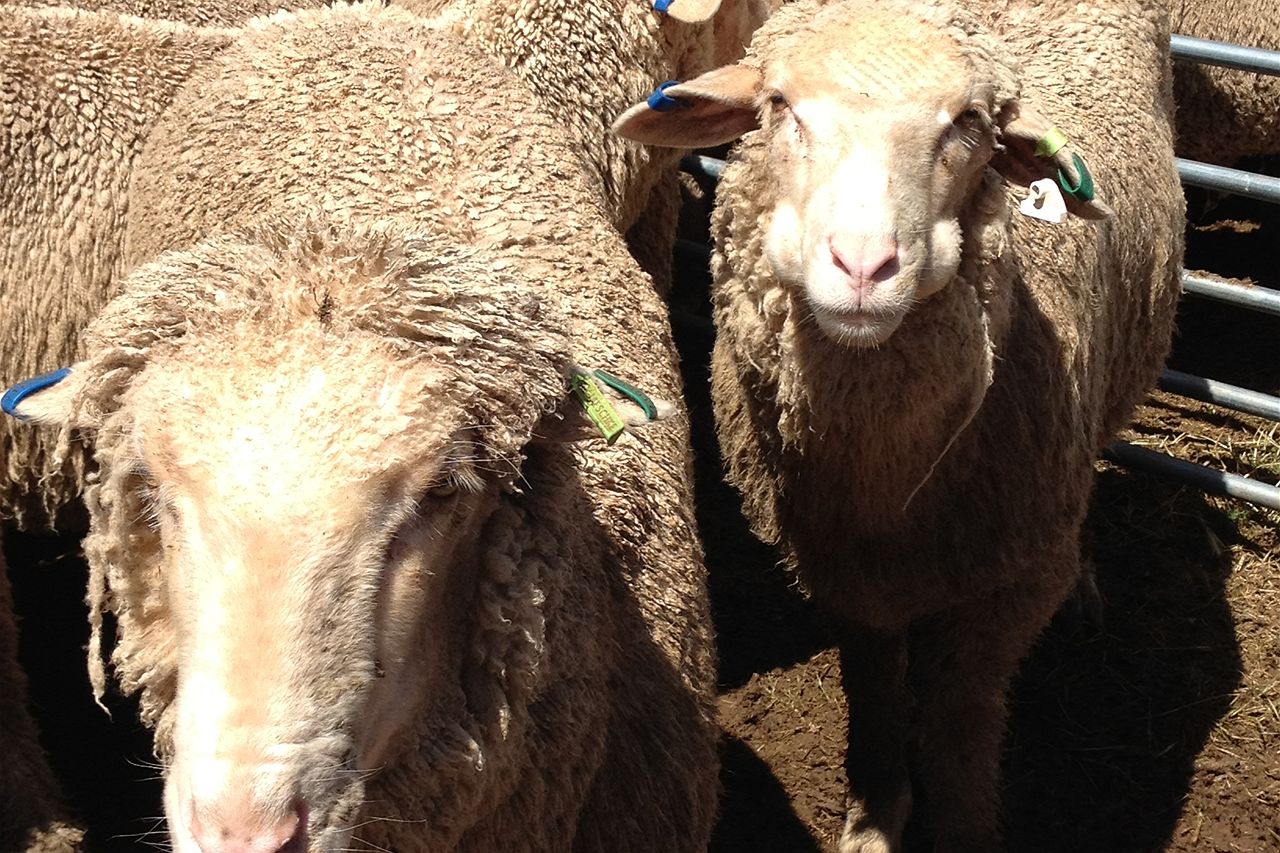 Merino meat tested for quality - ABC News