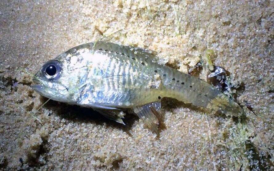 Gobble guts fish a potential threat to prawn stocks in Swan and Canning ...