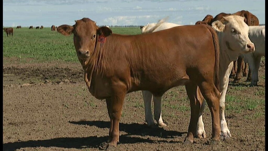 Northern Breed - ABC News