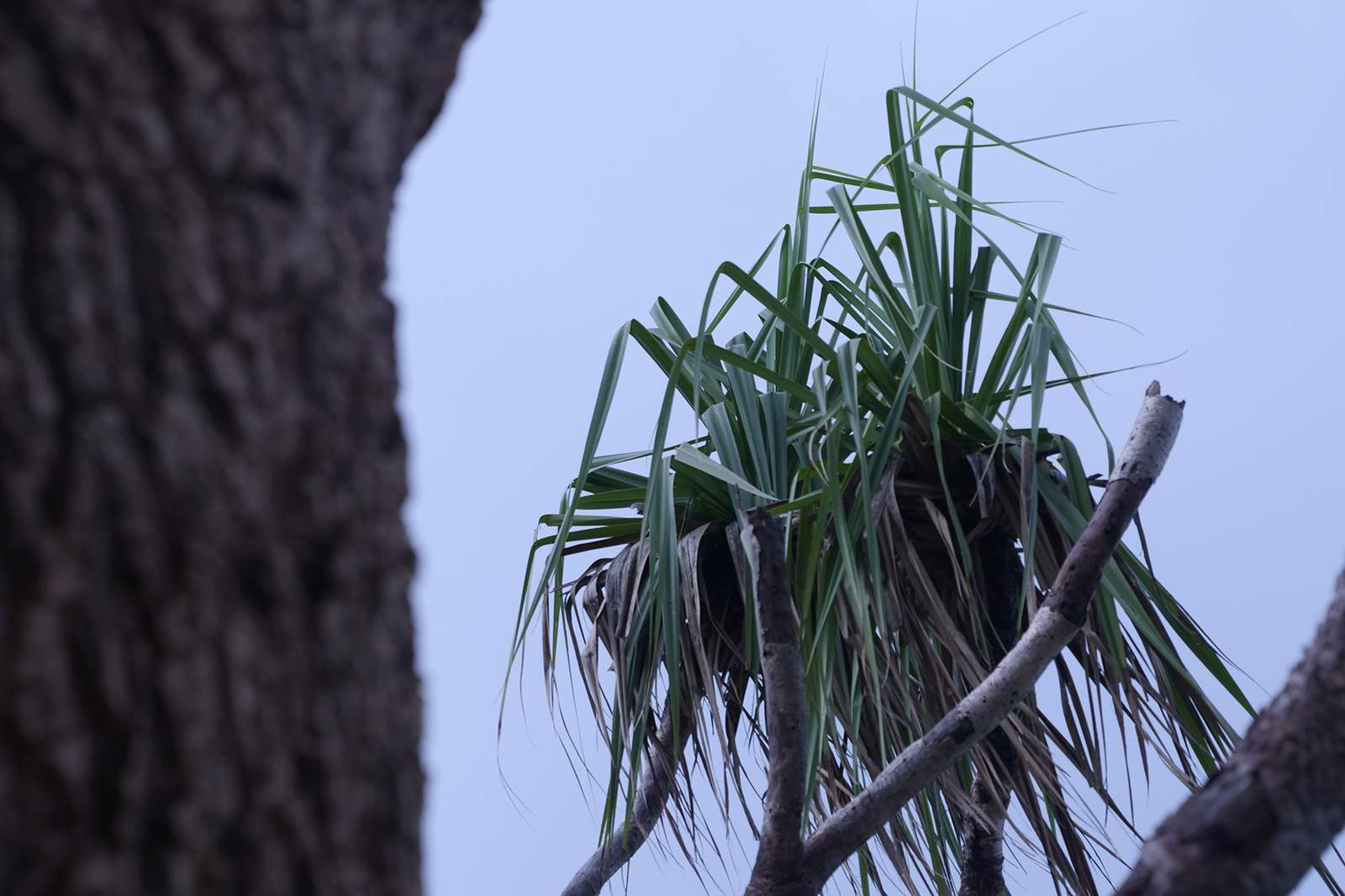 The cultural significance of pandanus to Nauru and how the locals are ...