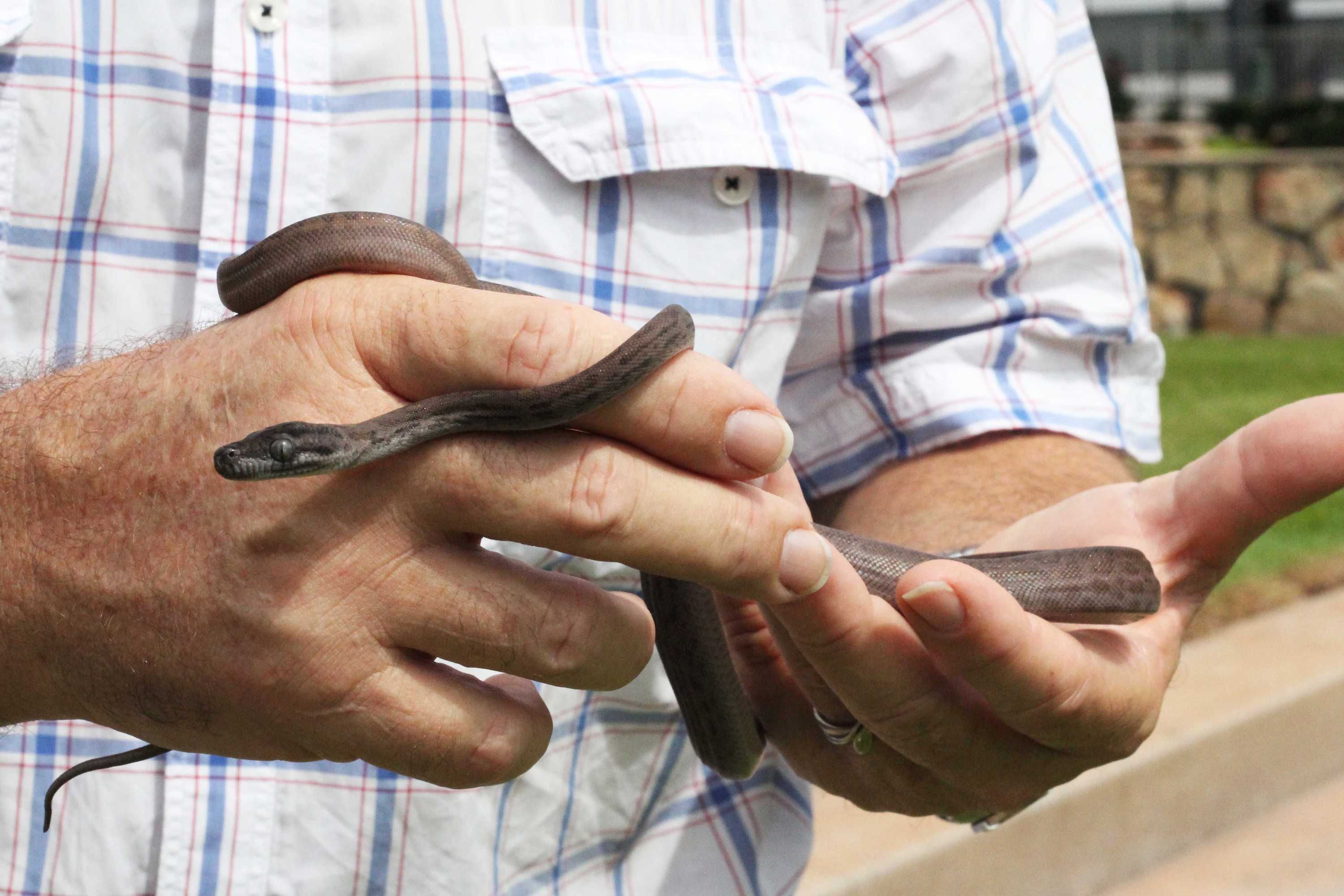 Darwin snake expert breeds 'rainbow serpent' python back from the brink ...