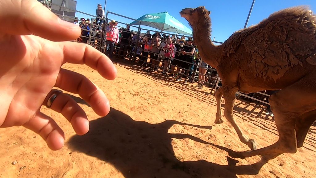 Would you brave the unique outback sport of camel tagging? - ABC News