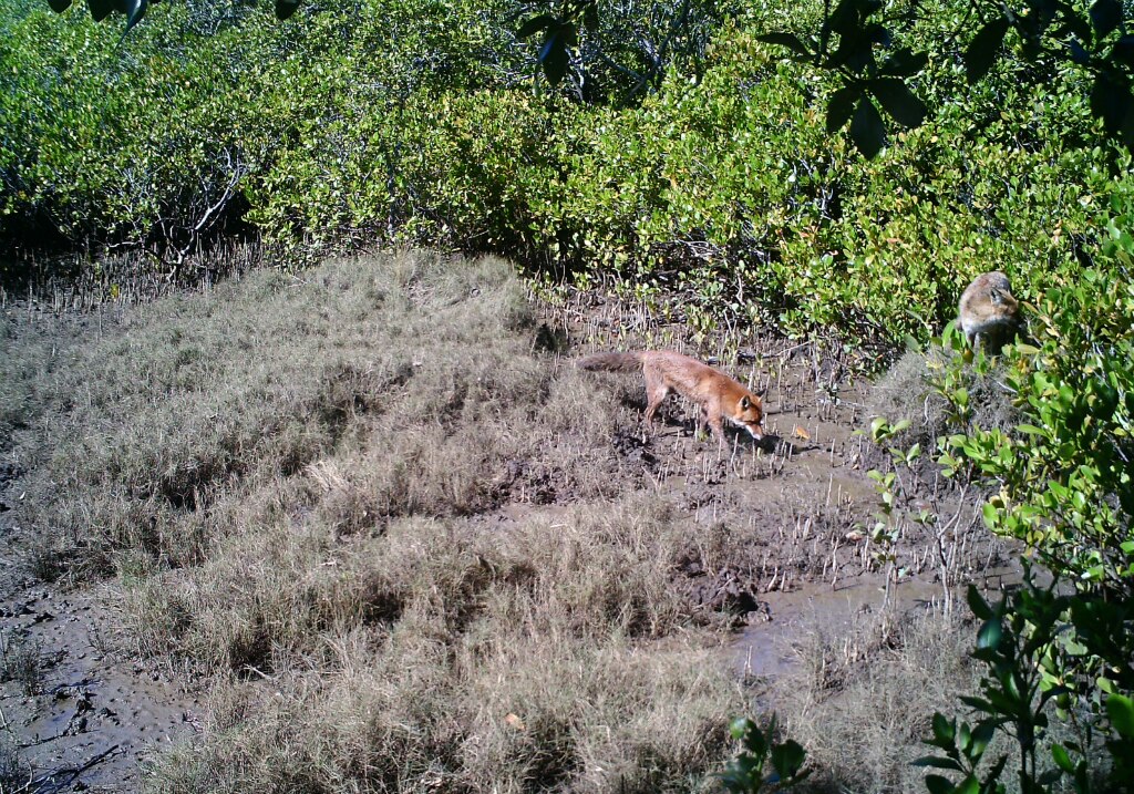 Cameras capture foxes pulling apart water-mouse nests in coastal ...