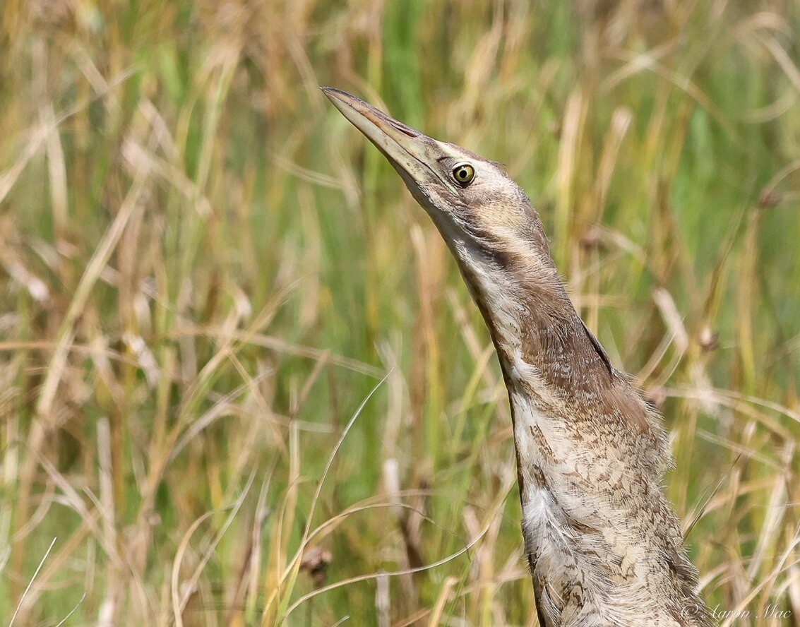 Hexham bunyip folklore continues to intrigue as conservationists work ...