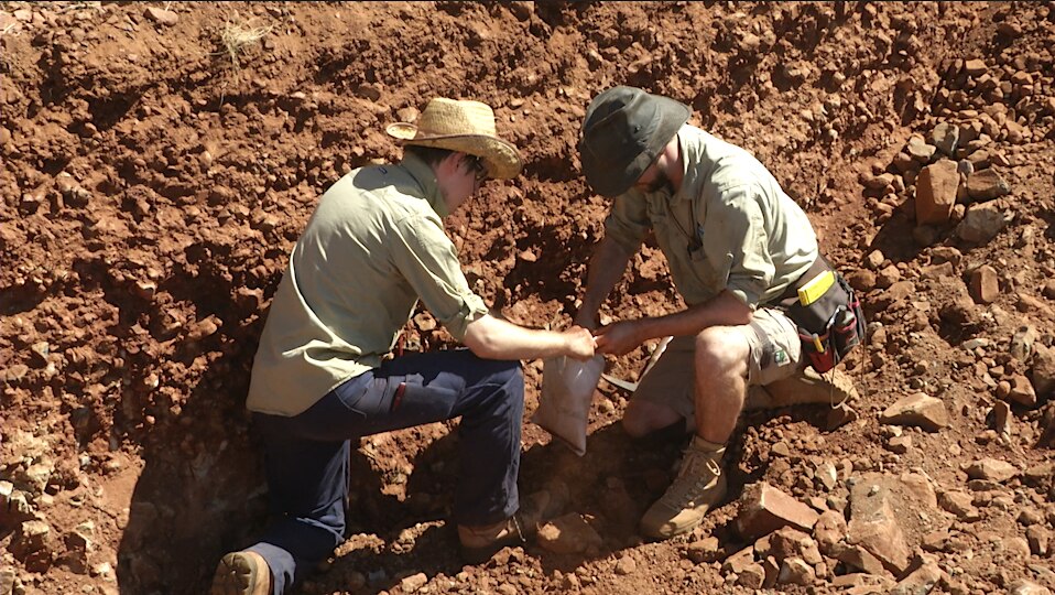 How a mob of stray cattle started a gold rush in the Pilbara - ABC News