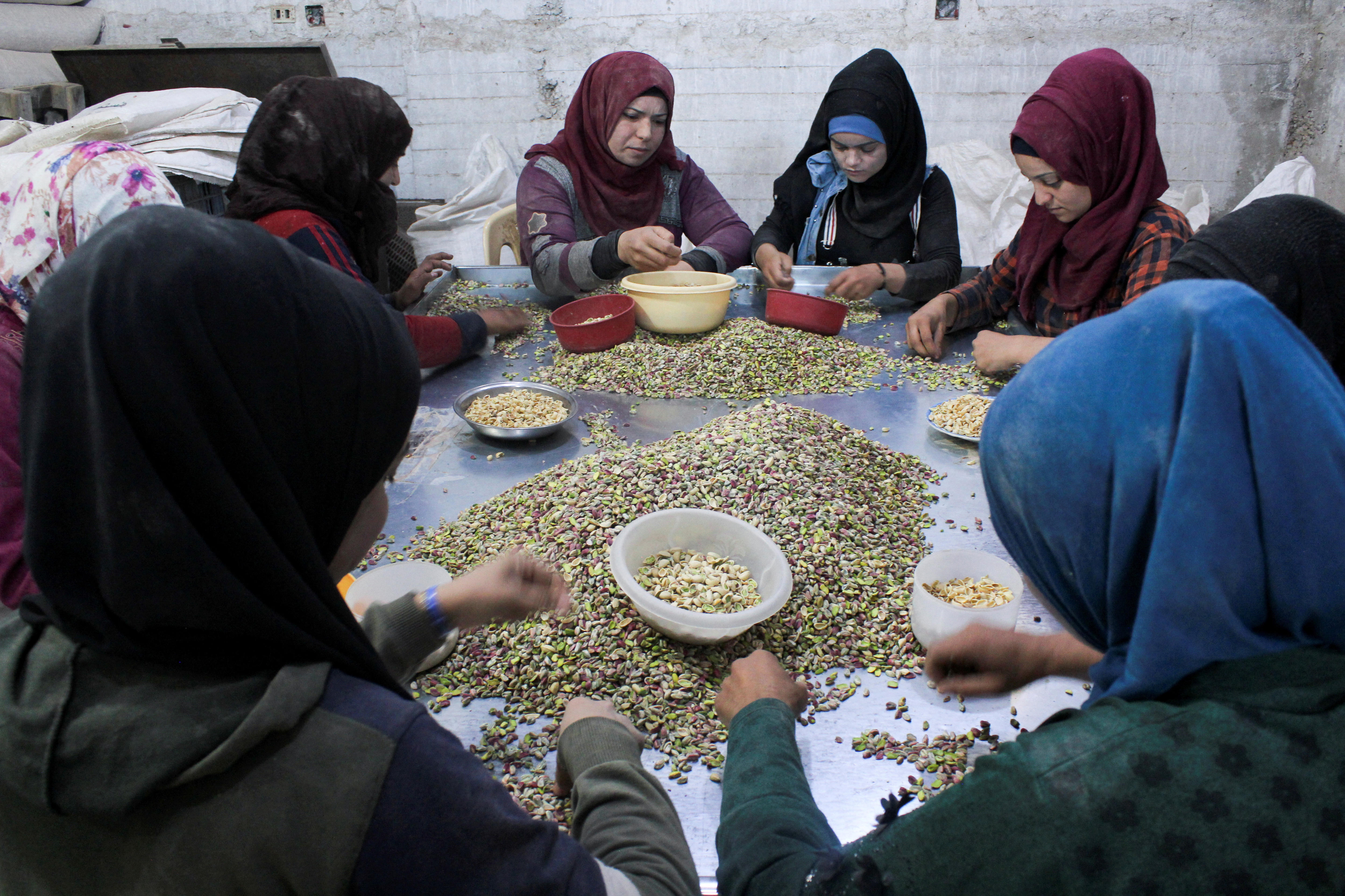 Returning to farms ravaged by years of war, Syria's pistachio farmers ...
