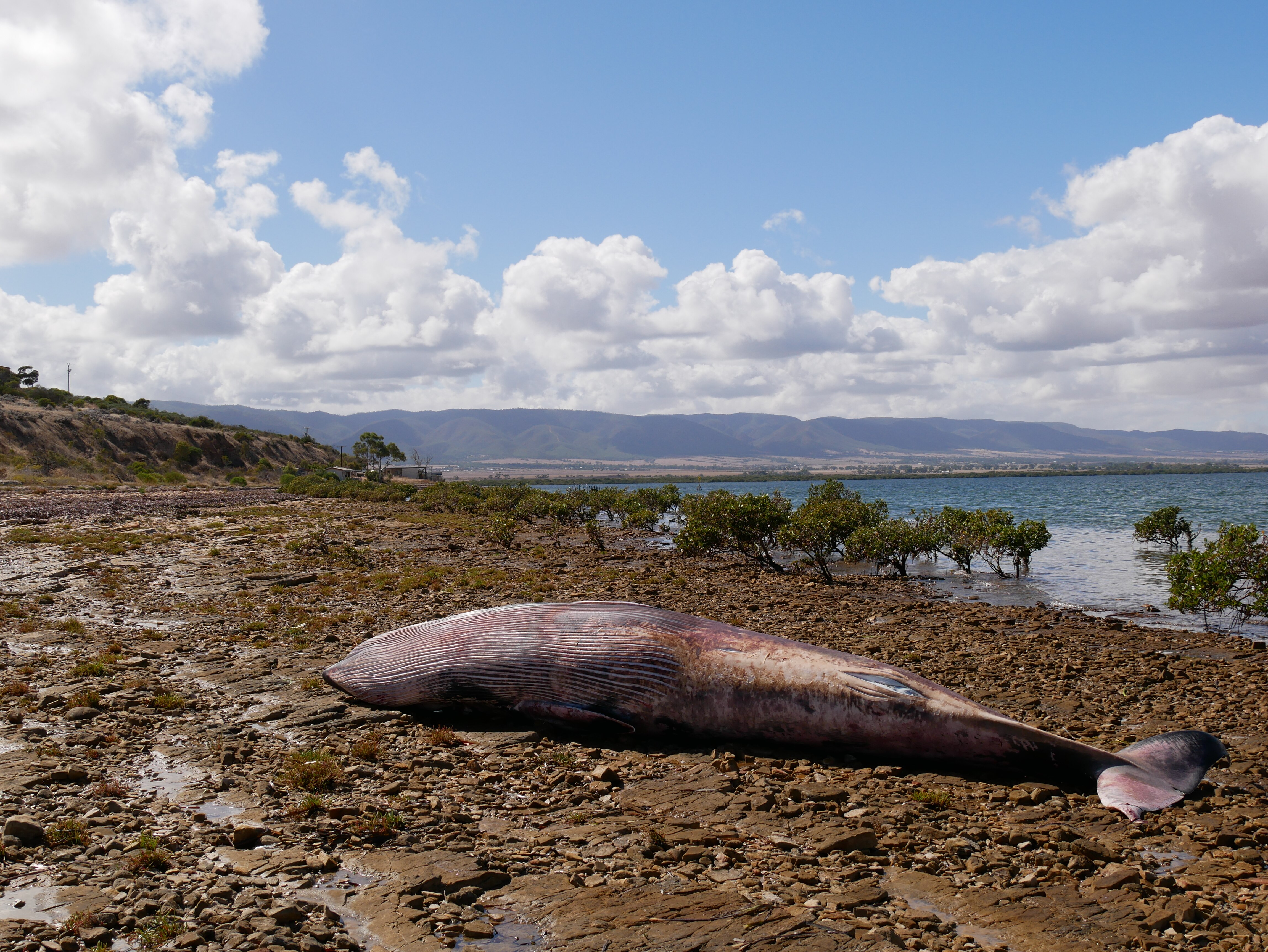 Dead whale washes ashore on Weeroona Island - ABC News