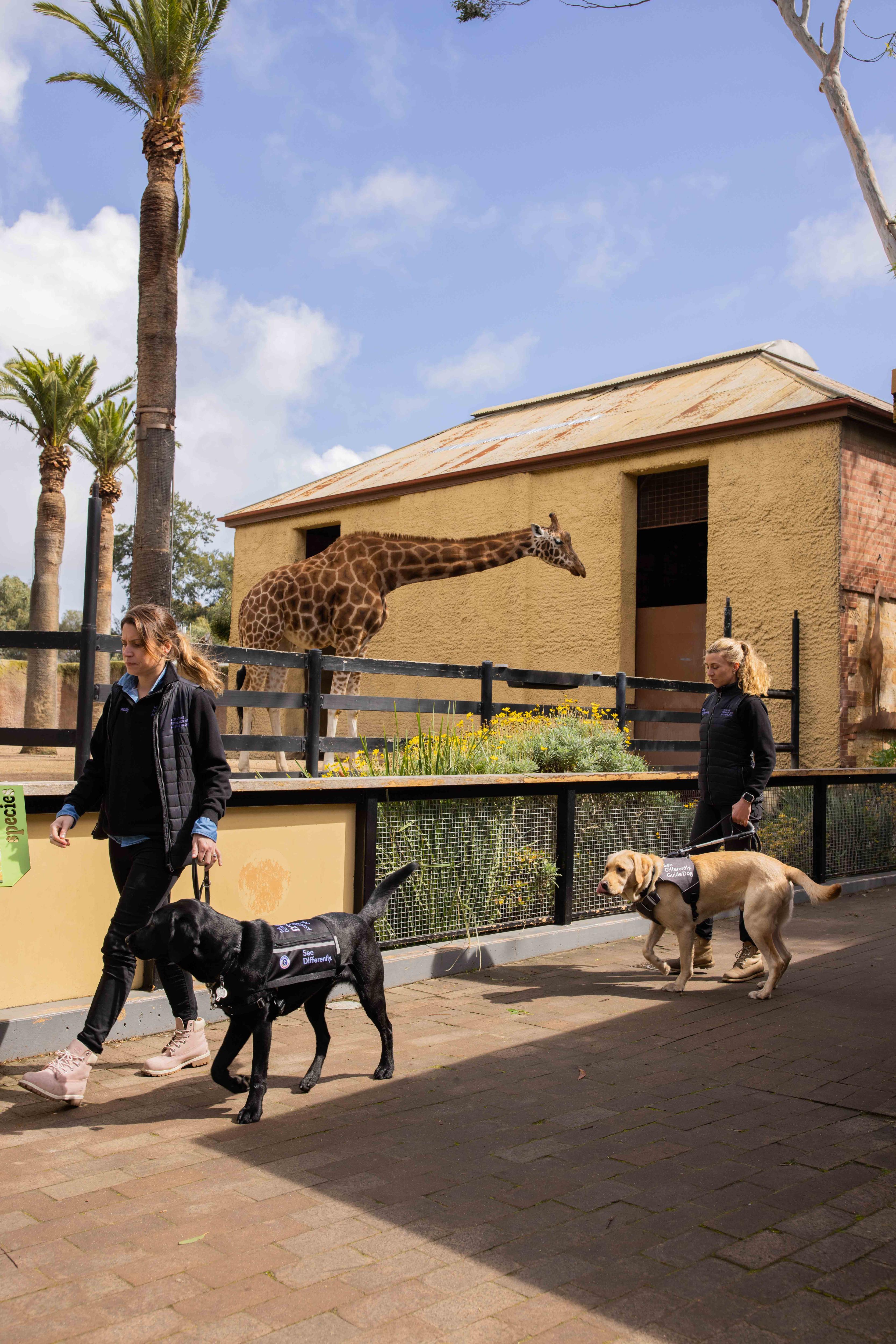 Assistance dogs welcomed at Adelaide Zoo under first-of-its-kind ...