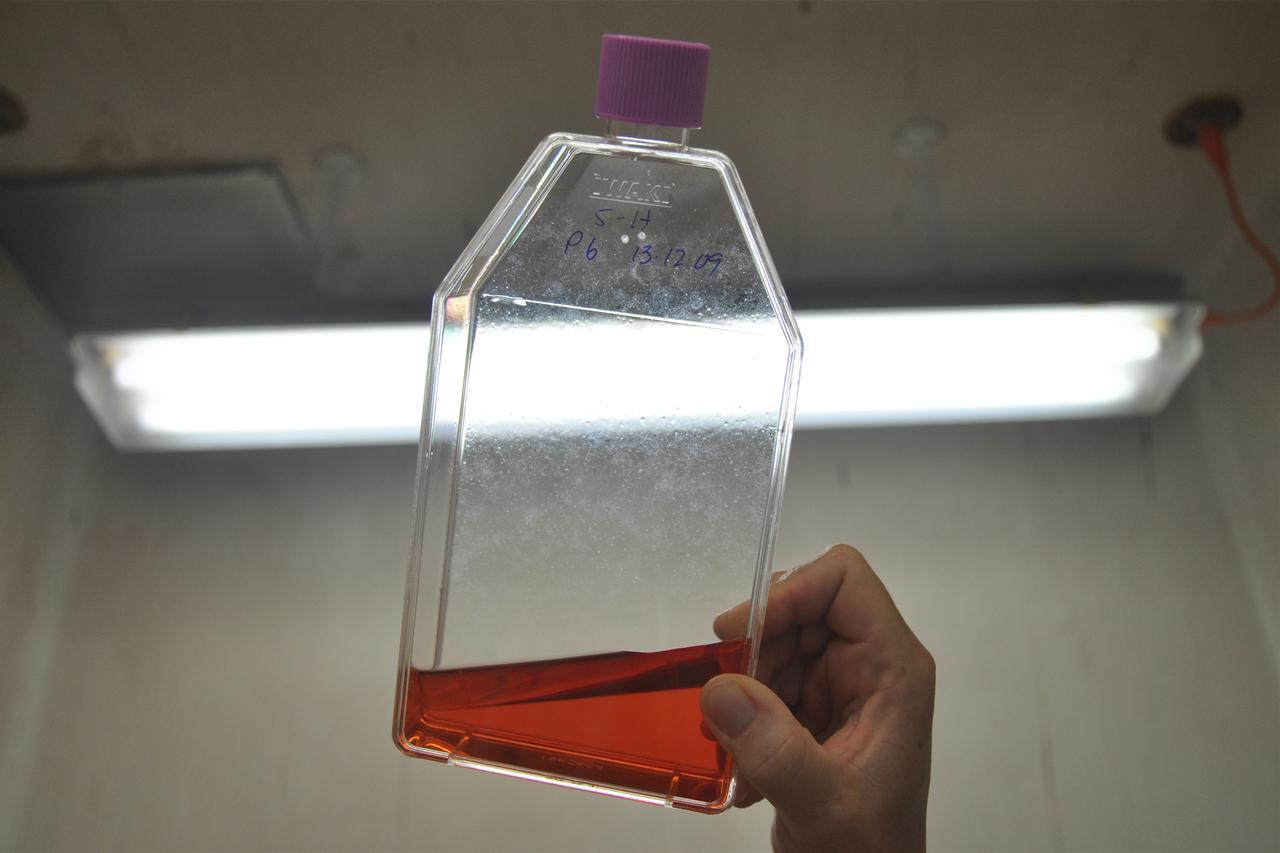 Unknown crocodile viruses identified - ABC News