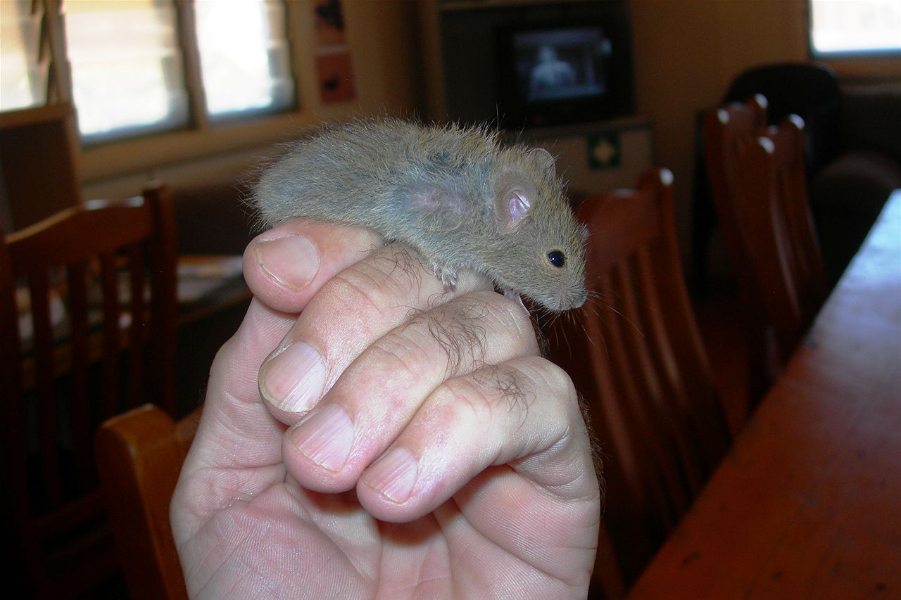 Rare mouse sighted for only second time in more than a century - ABC News
